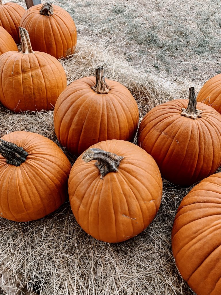 Bella & Lola’s First Pumpkin Patch - Cathedrals & Cafes Blog
